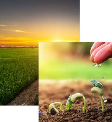 About Us - Green Crop Seeds